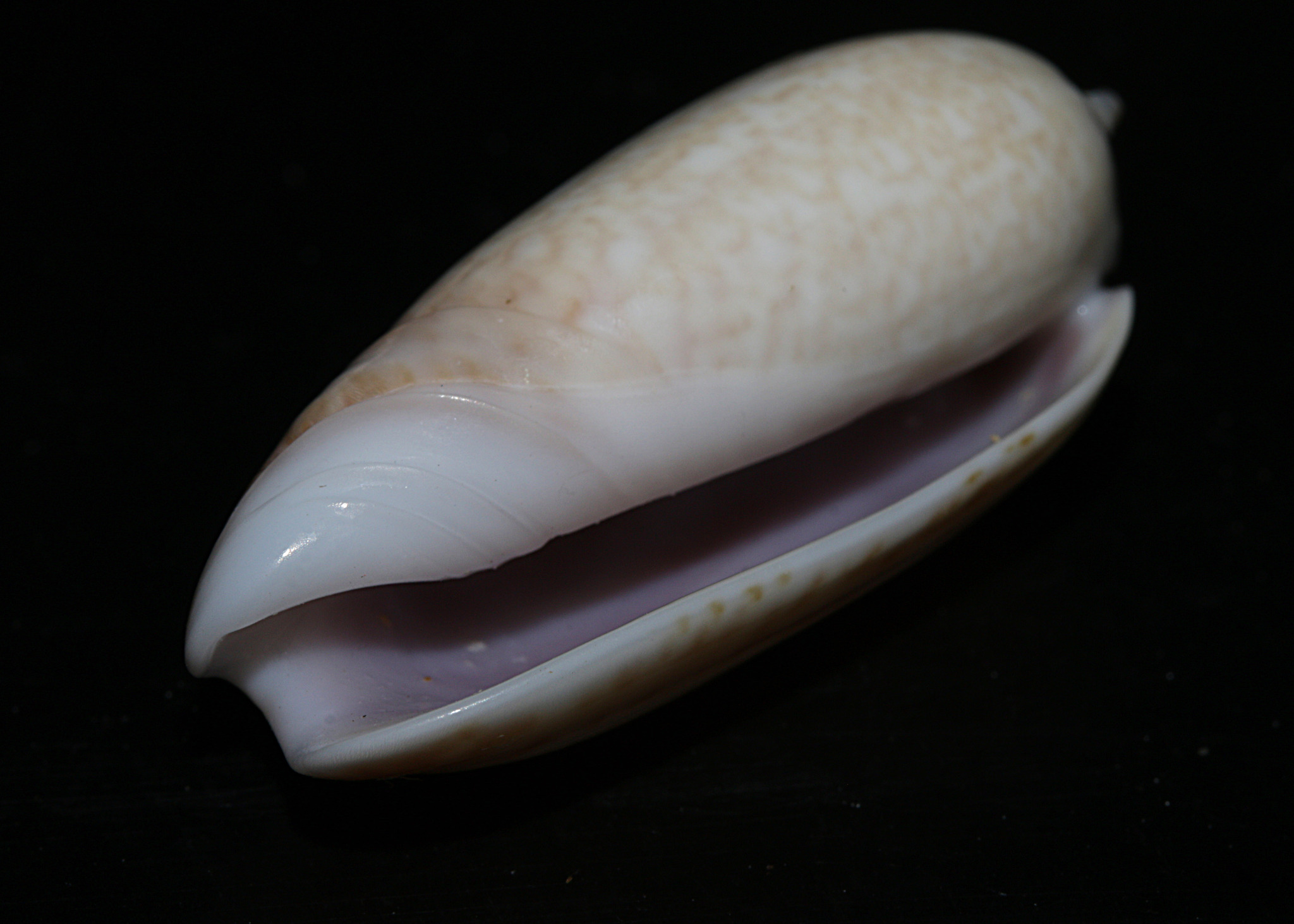 Oliva ornata Marrat, 1867