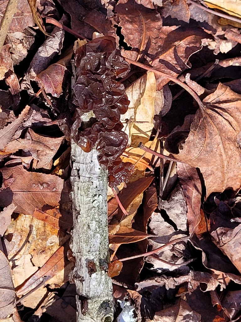 American Amber Jelly Fungus from Prince George's County, MD, USA on ...