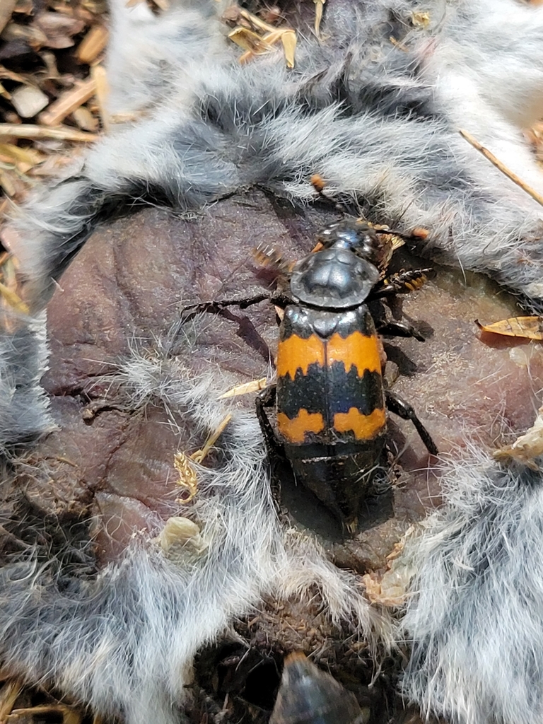 Banded Sexton Beetle from Port Angeles, WA 98363, USA on October 15 ...