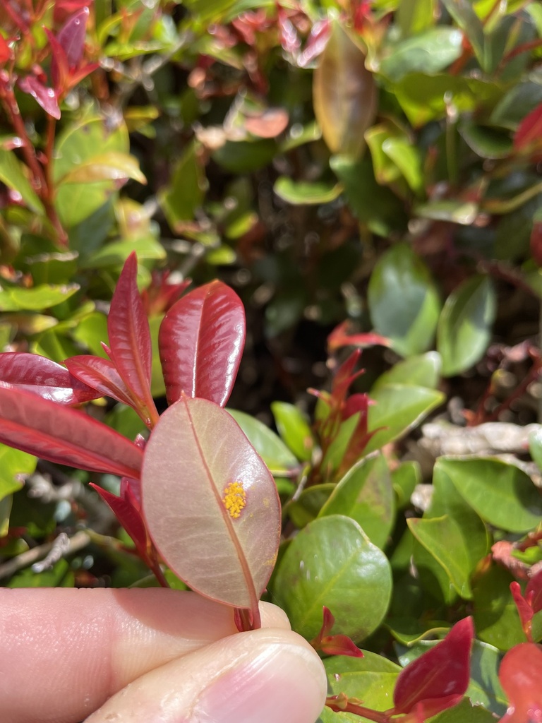 Myrtle Rust from North Island, Auckland, Auckland, NZ on October 20 ...