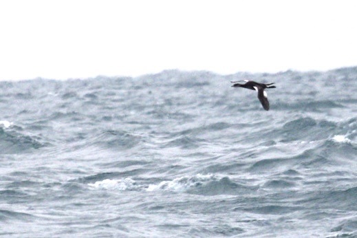 Red-necked Grebe from Lake Michigan, IL, US on October 16, 2022 at 03: ...