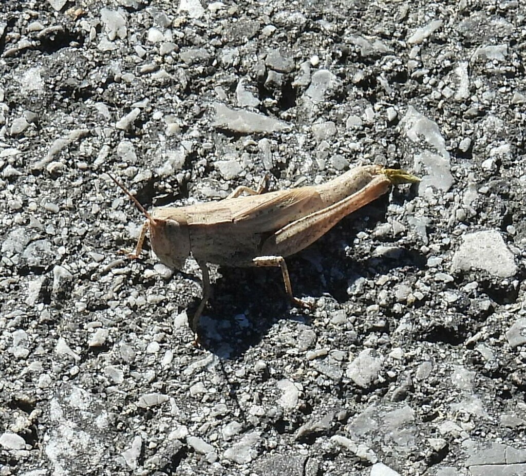 Short-winged Green Grasshopper from Murphree Valley Rd. at Locust Fork ...