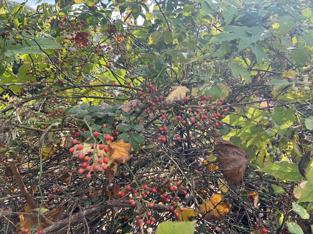 multiflora rose from Cronin's Cove, Newton, MA, US on October 18, 2022 ...