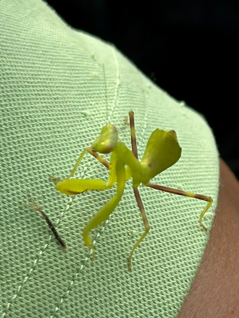 Giant Asian Mantis from 982台灣花蓮縣卓溪鄉 on October 03, 2022 at 09:42 AM by ...