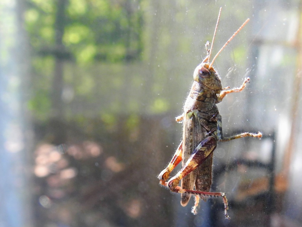 Pine tree Spur-throat Grasshopper from Mt Desert, ME, USA on August 15 ...