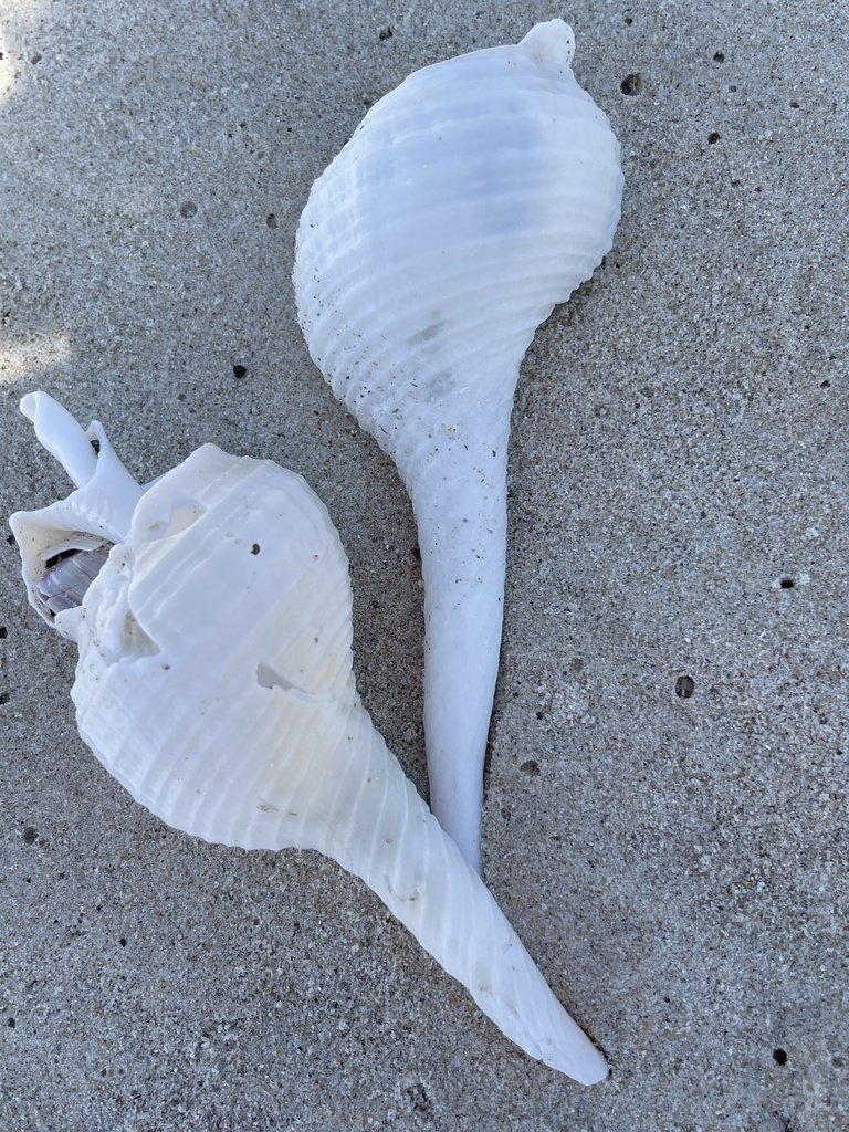 giant spindle from Nadgee Nature Reserve, Wonboyn, NSW, AU on October ...