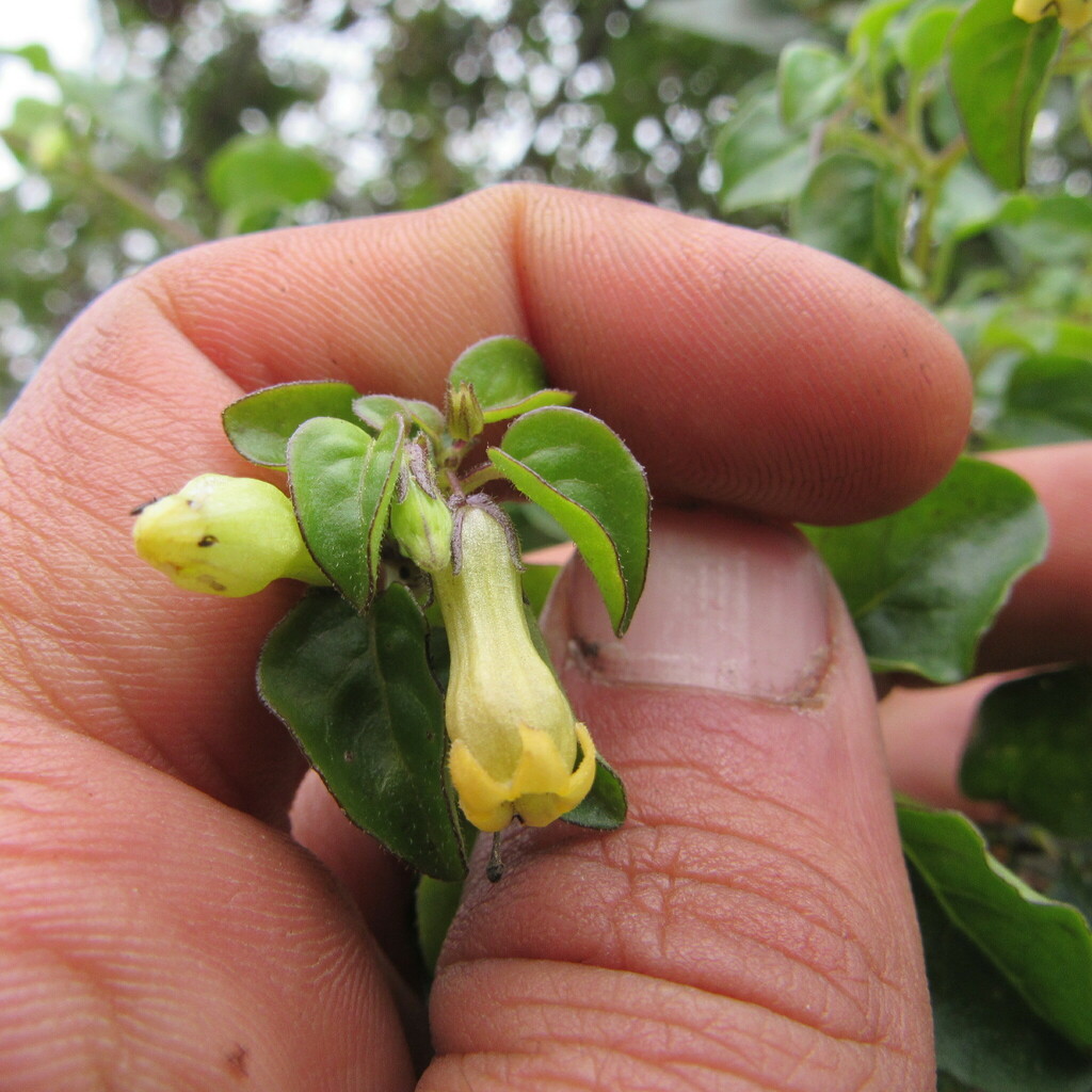 Salpichroa tristis from Lenguazaque, Cundinamarca, Colombia on September 10, 2022 at 09:00 PM by ...