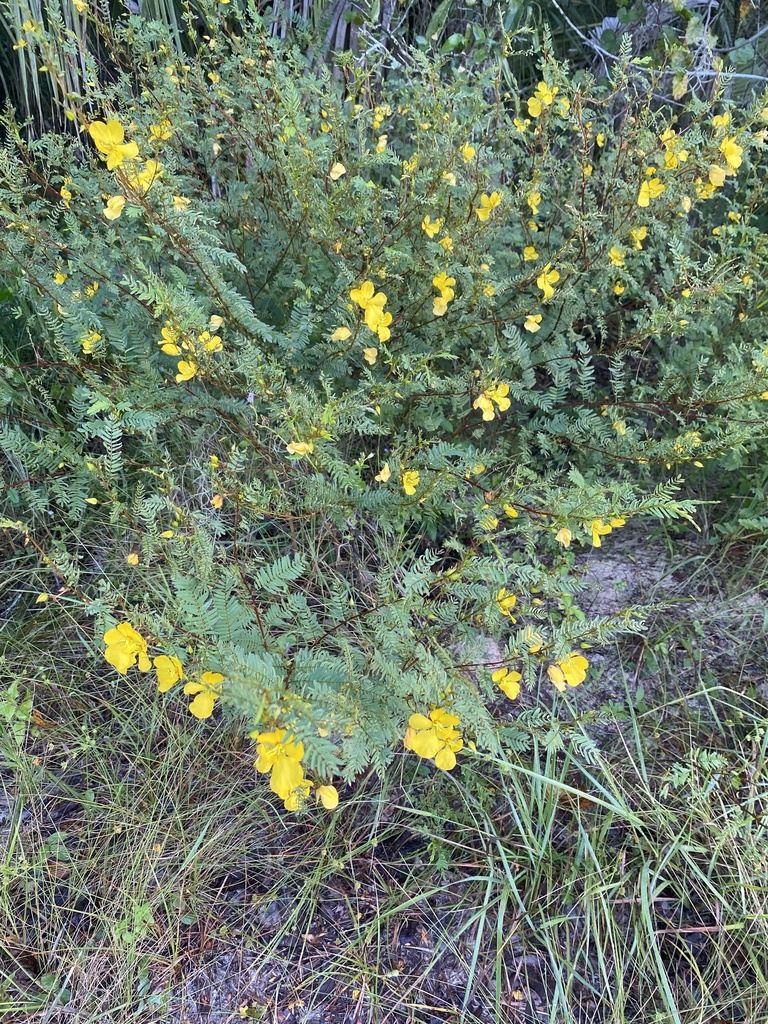 partridge pea from Lithia Springs Rd, Lithia, FL, US on September 08 ...
