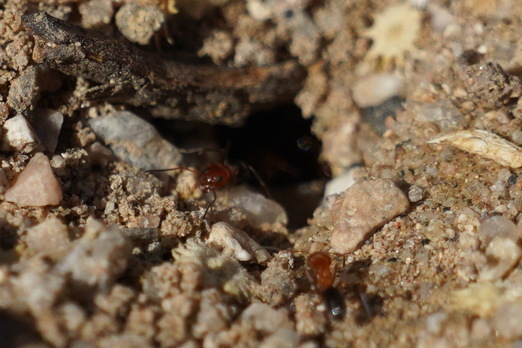 Bicolored Pyramid Ant from San Bernardino County, CA, USA on October 06 ...