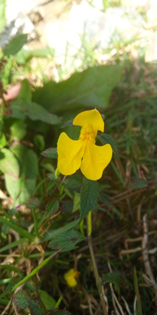 Impatiens falcifer from PW5R+GQ, Lakuridanda, Nepal on October 15, 2022 ...