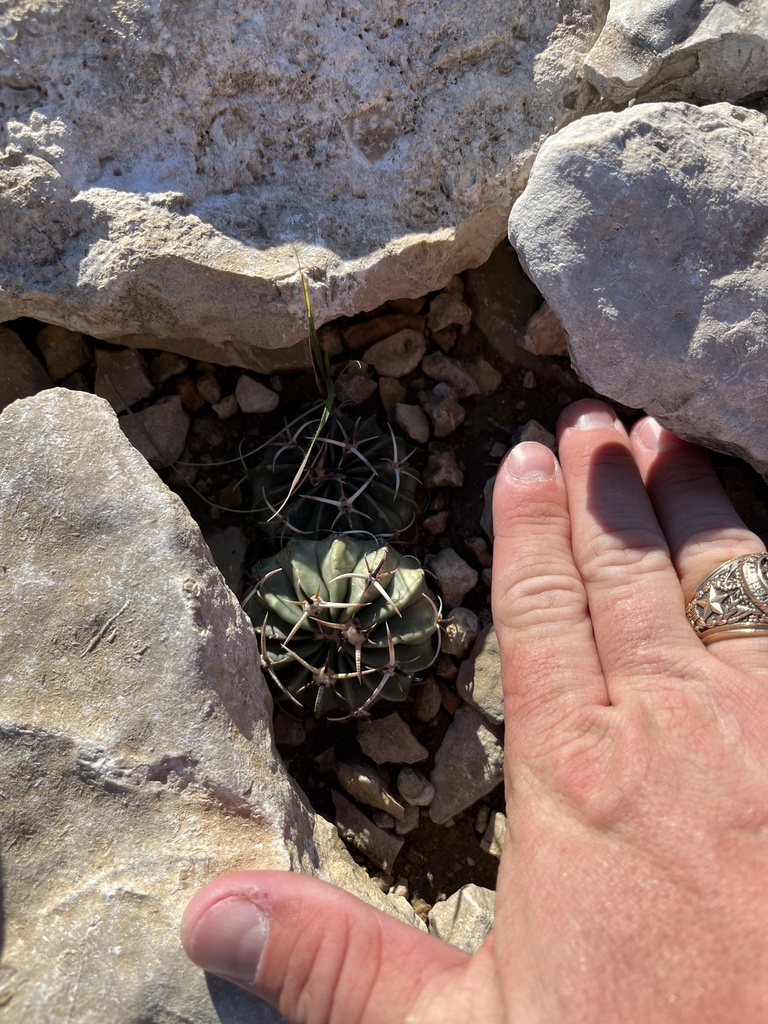 Horse Crippler Cactus from Seminole Canyon State Park & Historic Site ...