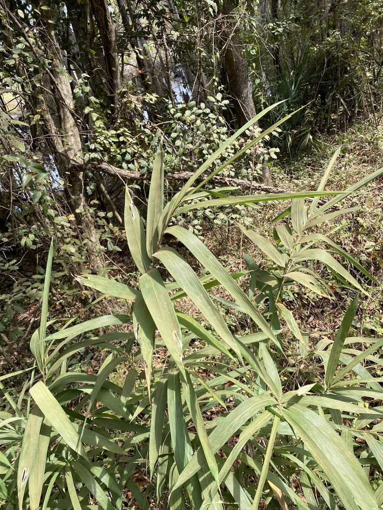 switch cane from Pollard Rd., Escambia County, AL, USA on October 12 ...