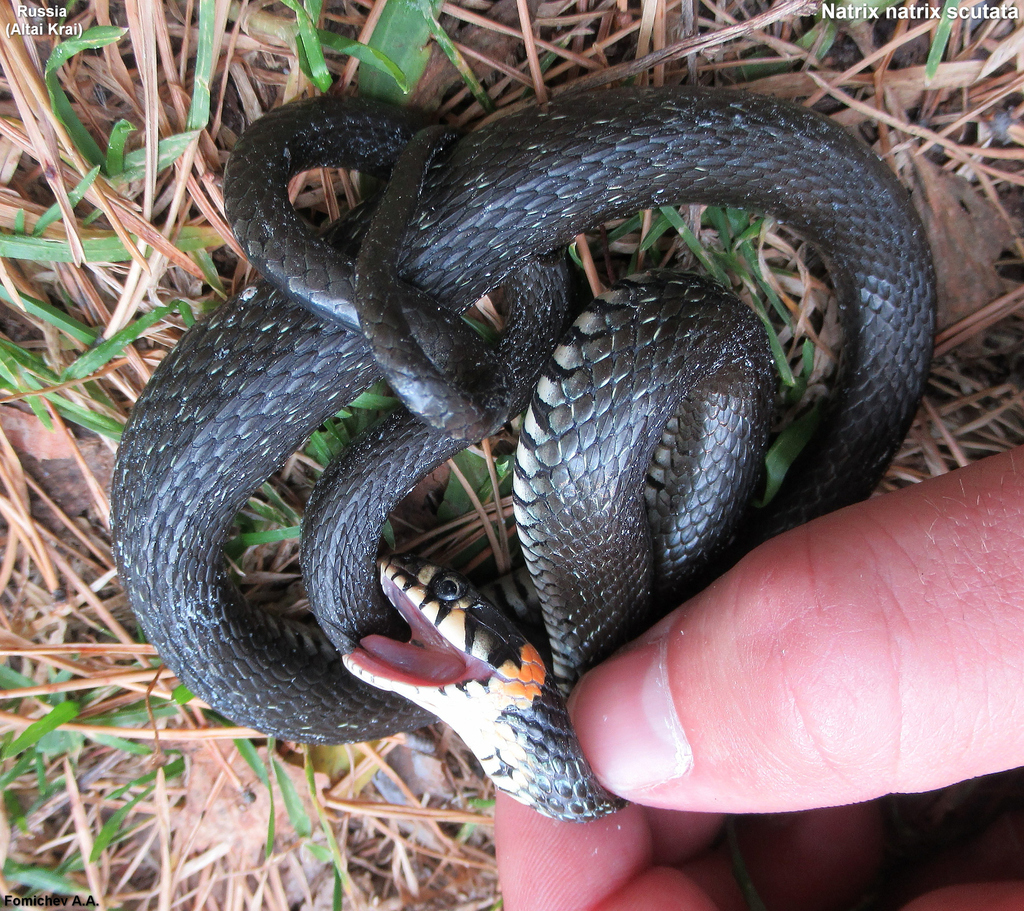 grass snake from Russia, Altai Krai, Tal'menka Village on September 24 ...