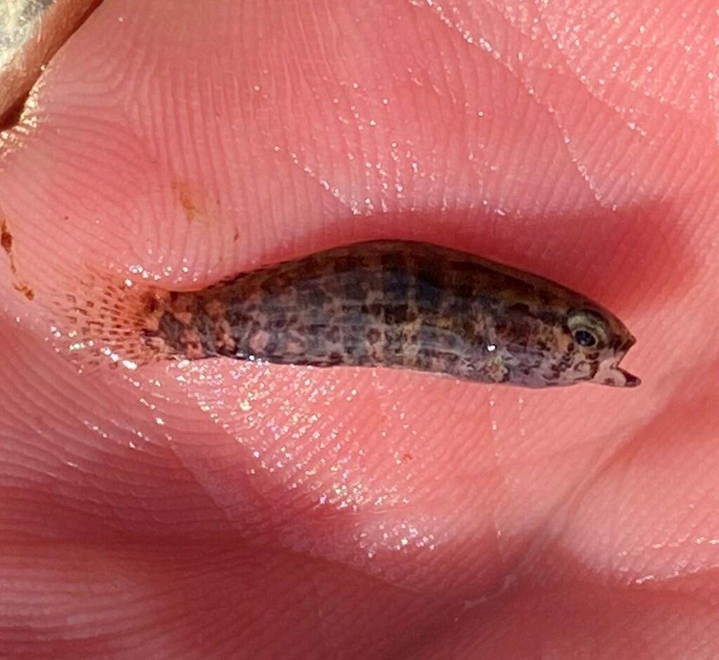 Banded Pygmy Sunfish from Bay Branch, Pollard Rd., Escambia Co., AL ...