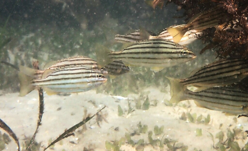 Eastern Striped Grunter from Port Stephens NSW 2319, Australia on ...