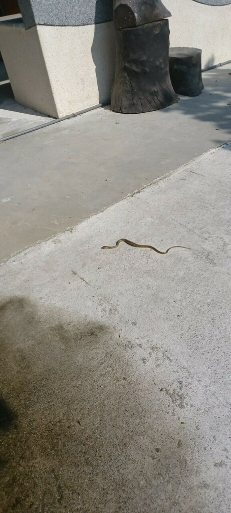 Oriental Rat Snake from 974台灣花蓮縣壽豐鄉 on September 19, 2022 at 11:22 AM ...