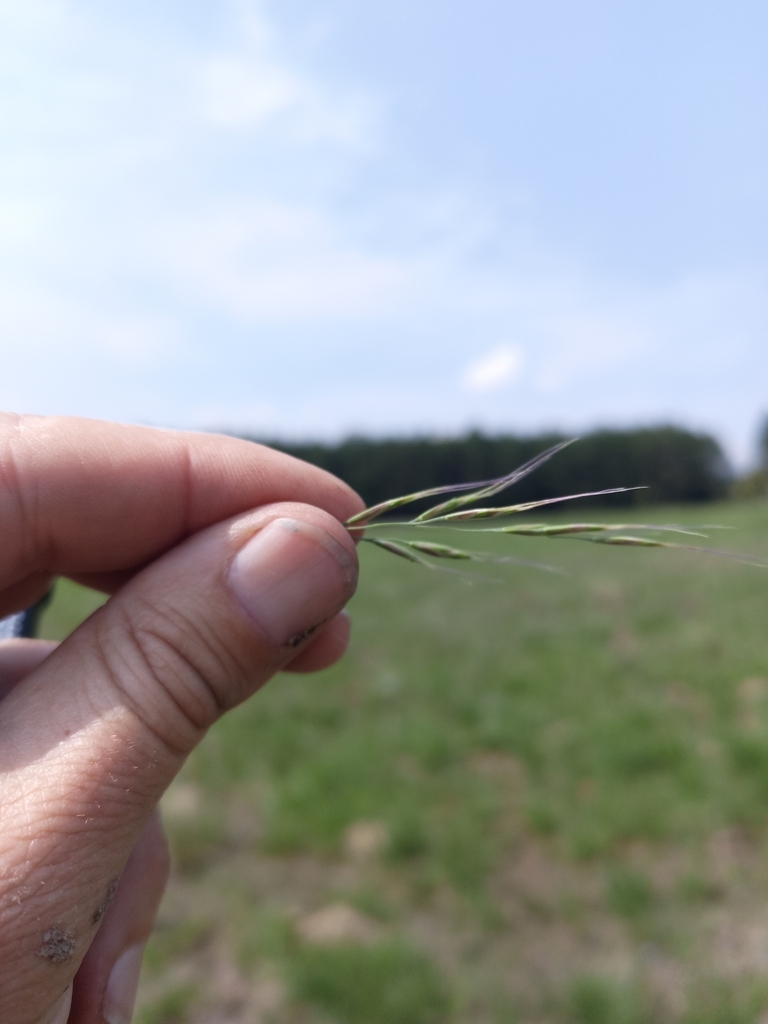 Purple Brome from South Africa on October 19, 2022 at 02:11 PM by ...