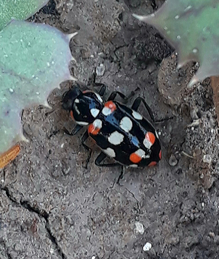 Eriopis connexa from Cap. Bermúdez, Santa Fe, Argentina on September 24 ...