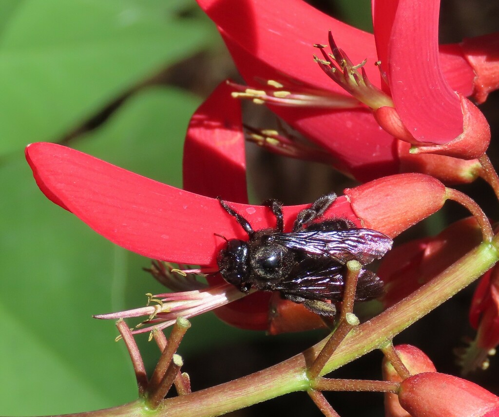 Strand's Carpenter Bee from Colony Grant, Sugar Land, TX 77479, USA on ...