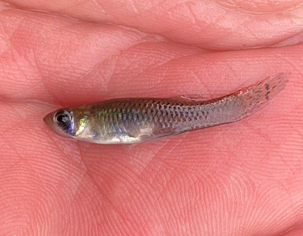 Western Mosquitofish from Bay Branch, Pollard Rd., Escambia Co., AL ...