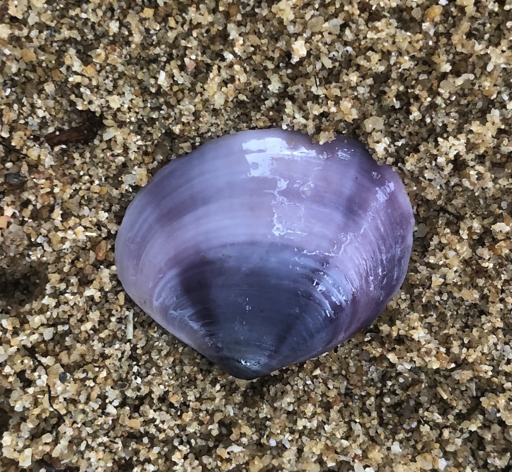 Batissa tenebrosa from The Naviti Resort on October 10, 2022 at 08:17 ...