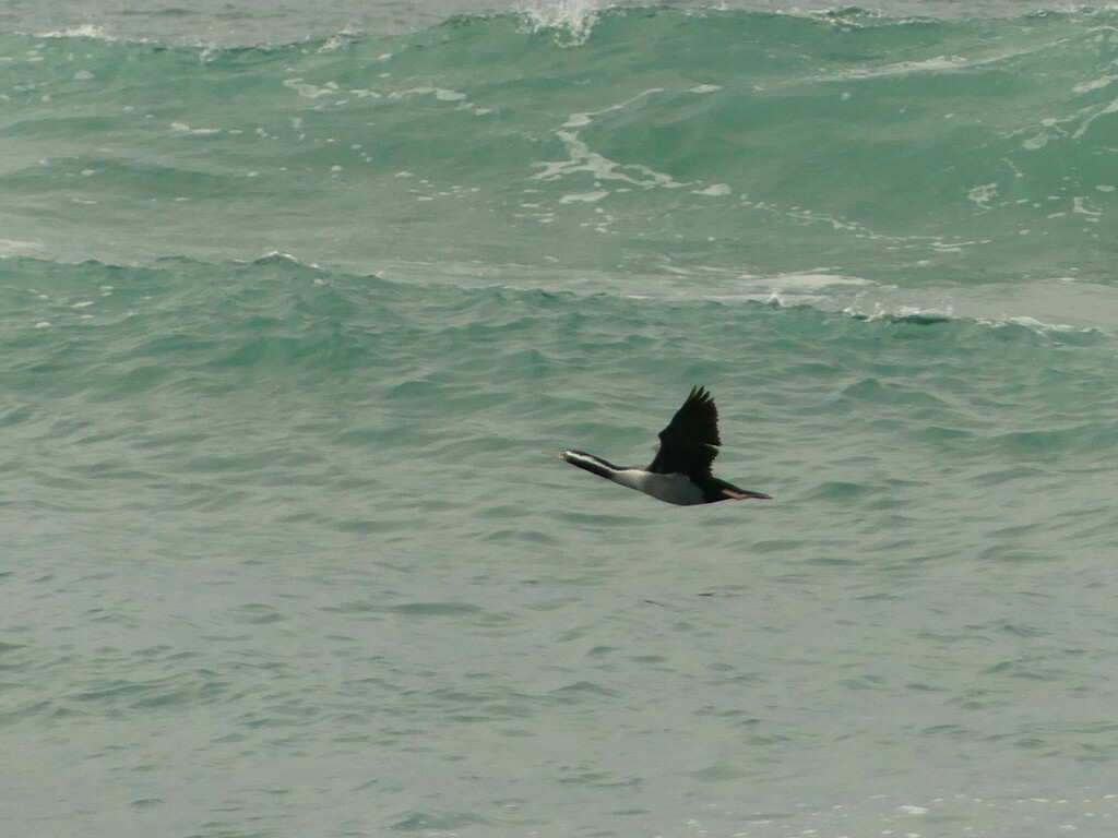 Mainland Spotted Shag from Otago, Neuseeland on October 20, 2022 at 10: ...