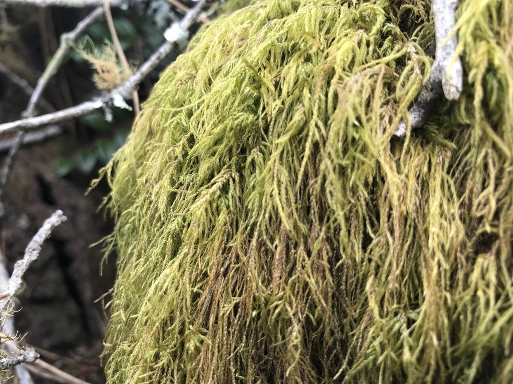 Cat's Tail Moss from Tomales Bay State Park, Point Reyes National ...