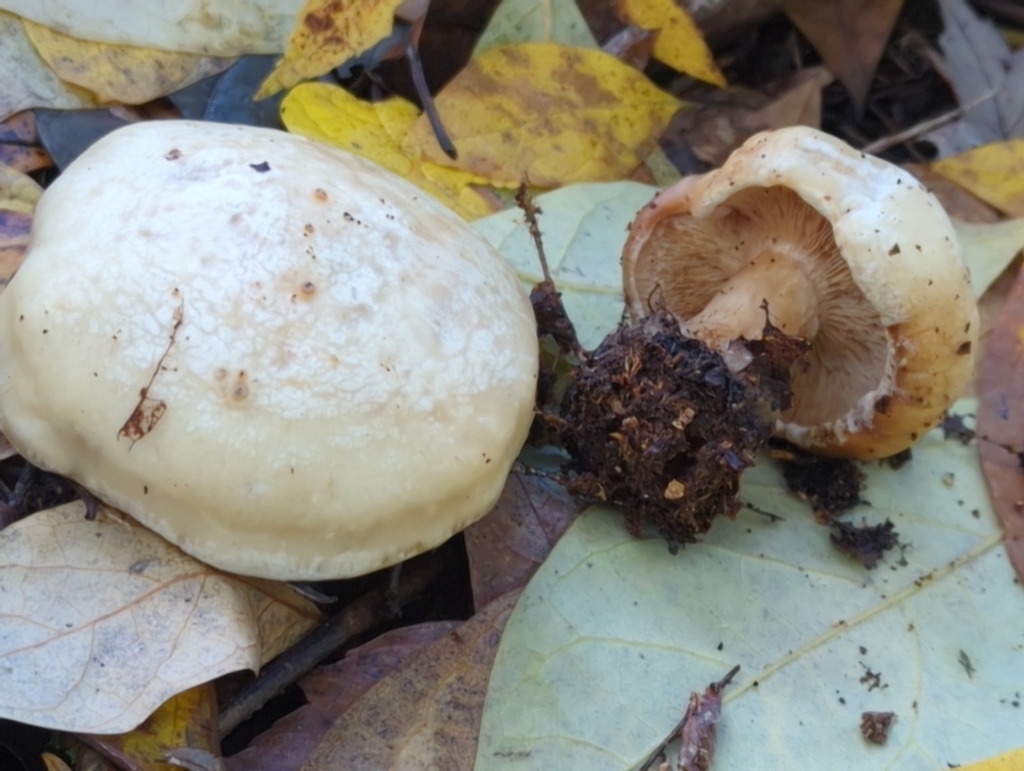 Clitocybe robusta from St. Joseph County, US-IN, US on October 19, 2022 ...