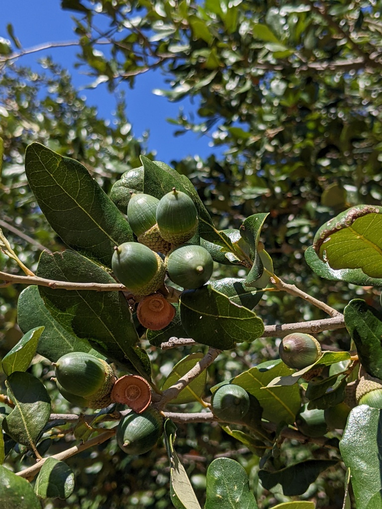 southern live oak from Rosewood, Austin, TX 78702, USA on October 19 ...