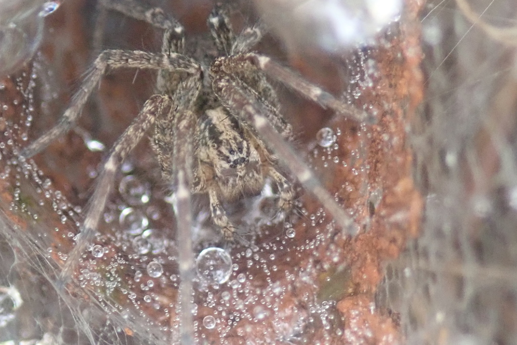 Benoitia Funnel-web Spider from Ehlanzeni District Municipality, South ...