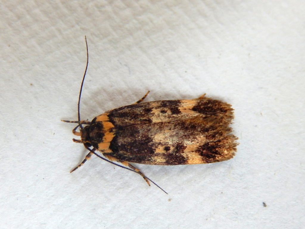 Curved-horn Moths from Sydney NSW, Australia on October 19, 2022 at 10: ...