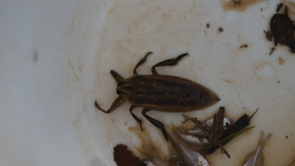 Asian Giant Water Bug from Siem Reab, Siemréab, Cambodia on August 22 ...