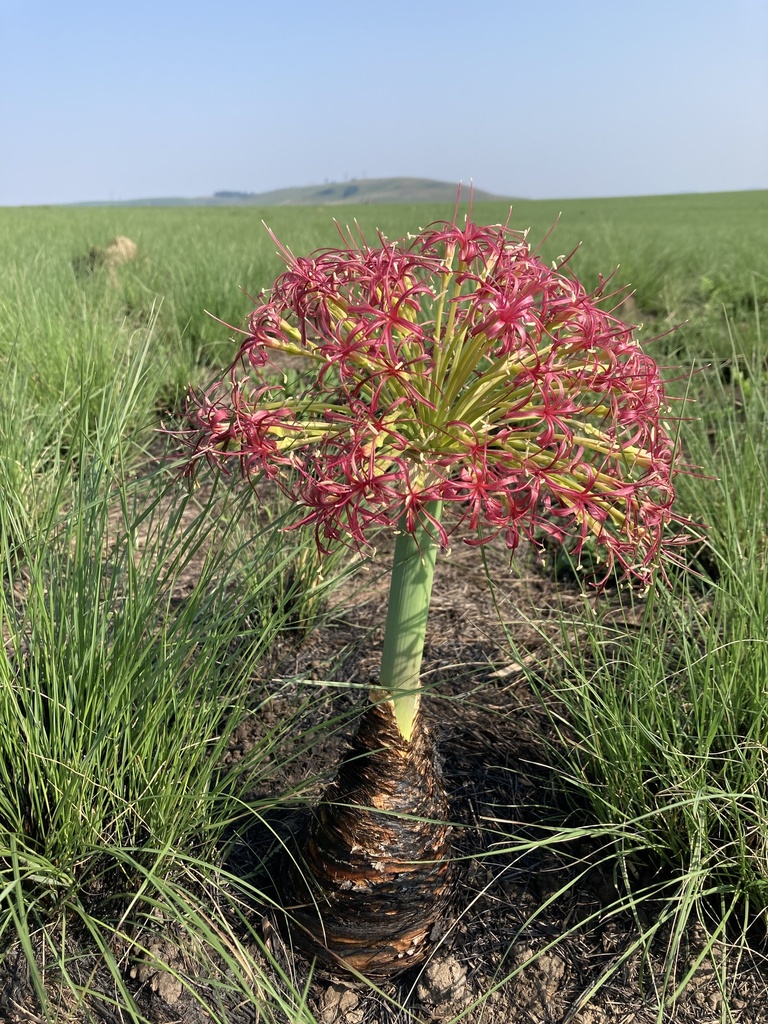 Poison-bulb from Howick, KZN, ZA on October 20, 2022 at 08:14 AM by ...