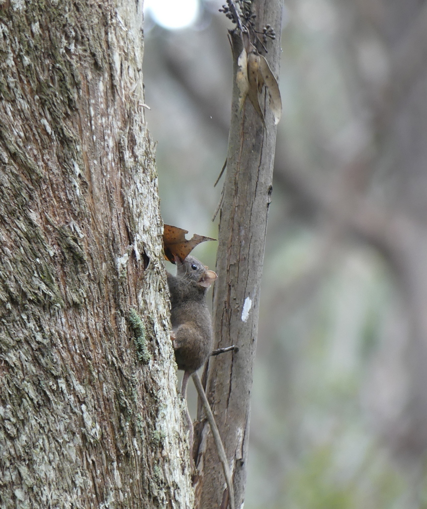 Brown Antechinus from Blue Gum Swamp Track, Blue Mountains Nat'l Park ...