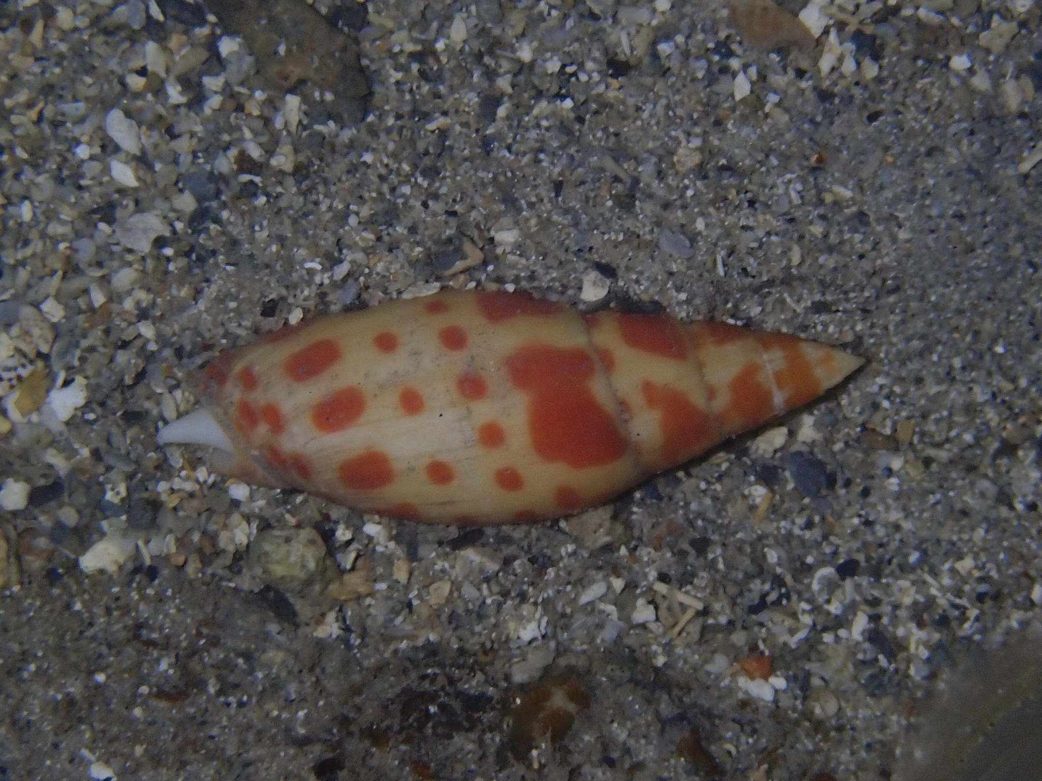 Mitra mitra (Linnaeus, 1758)