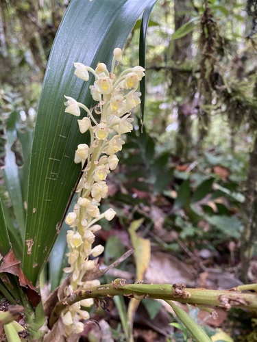 Pinalia moluccana · iNaturalist