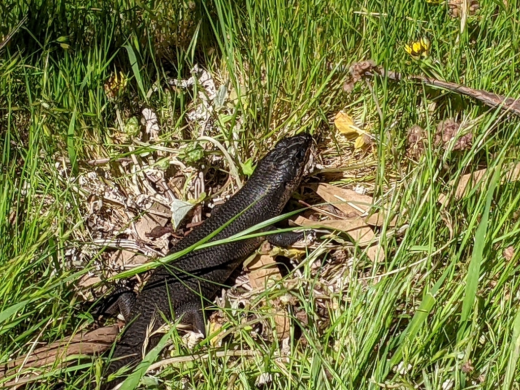 Black Rock Skink from Lysterfield VIC 3156, Australia on October 20 ...