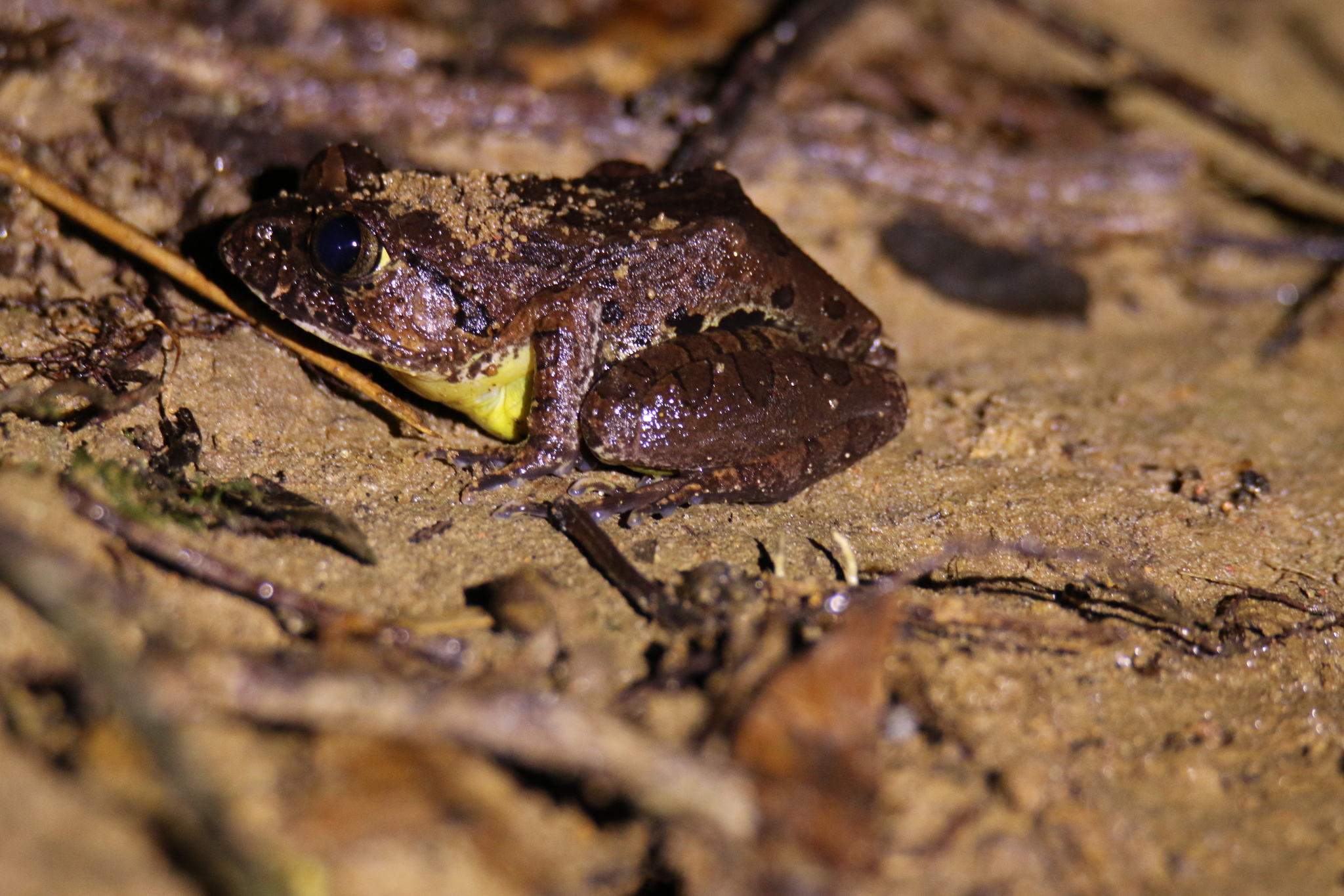 Astylosternus Werner, 1898