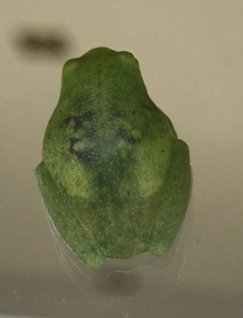 Water Lily Reed Frog from Royal Palm Estates, Dolphin Coast, South ...