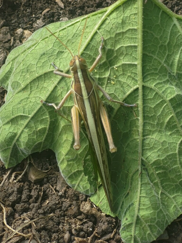 Bombay Locust from 982台灣花蓮縣卓溪鄉 on September 26, 2022 at 04:47 PM by ...