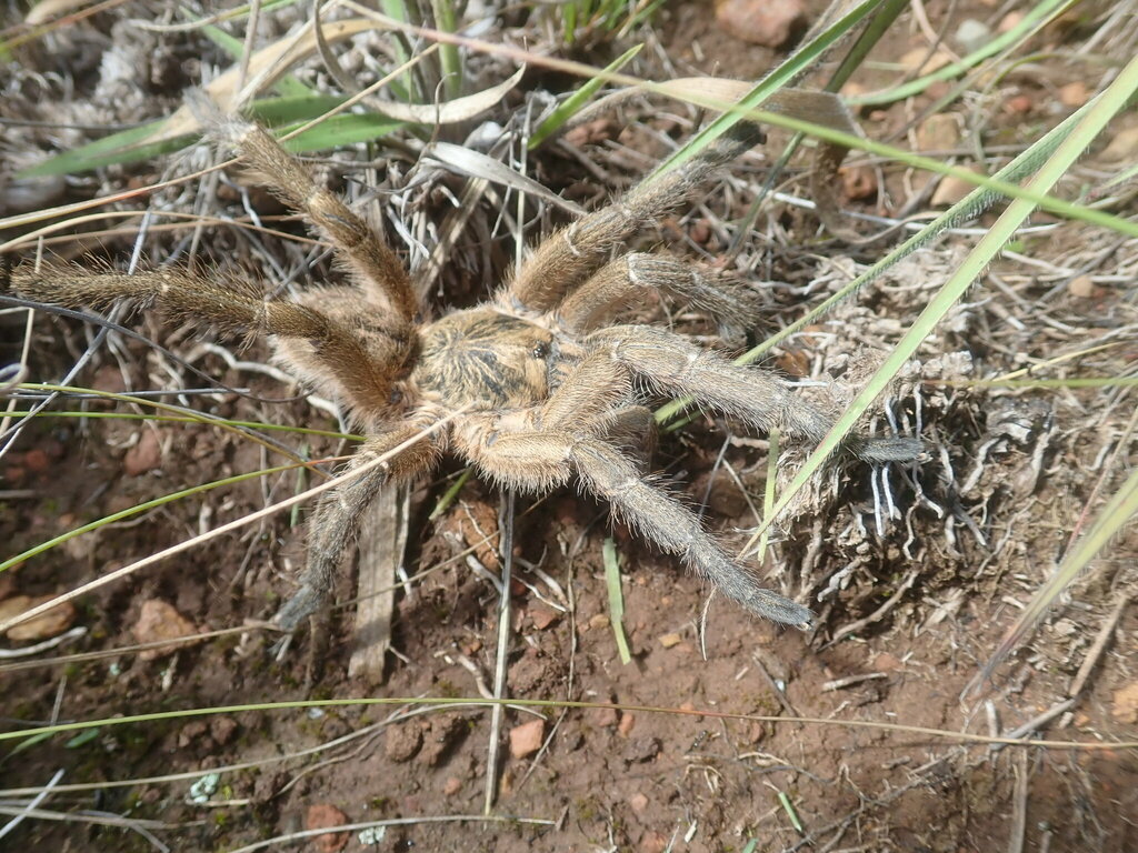 Common Baboon Spiders from Ehlanzeni District Municipality, South ...