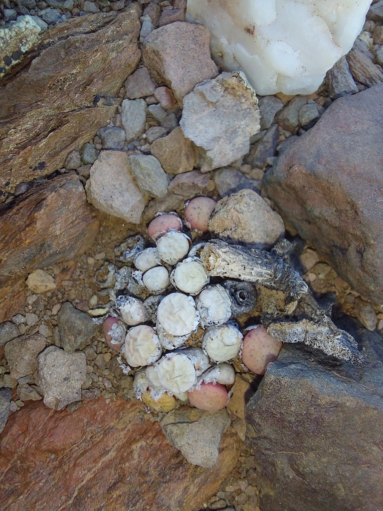Eastern Buttons in September 2022 by Bionerds · iNaturalist