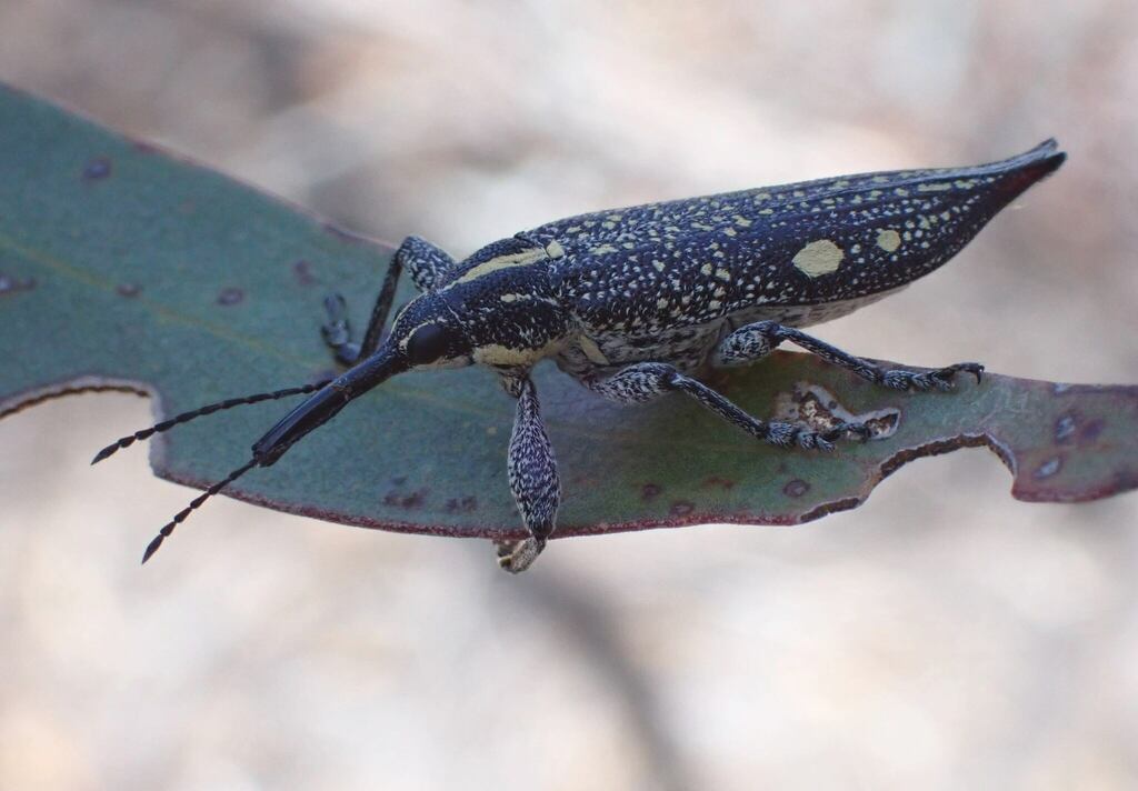 Two-Spotted Weevil from Midgee SA 5602, Australia on October 20, 2022 ...