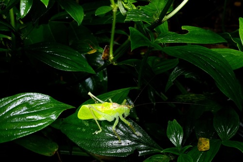 Hexacentrus alluaudi · NaturaLista Colombia