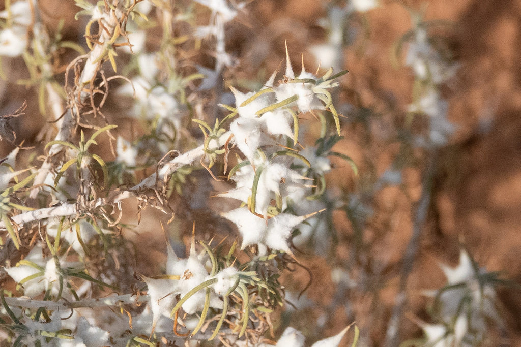 goathead burr from Innamincka SA 5731, Australia on July 30, 2022 at 10 ...