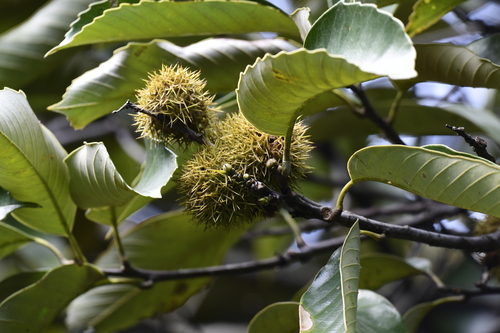 Castanopsis tibetana · iNaturalist