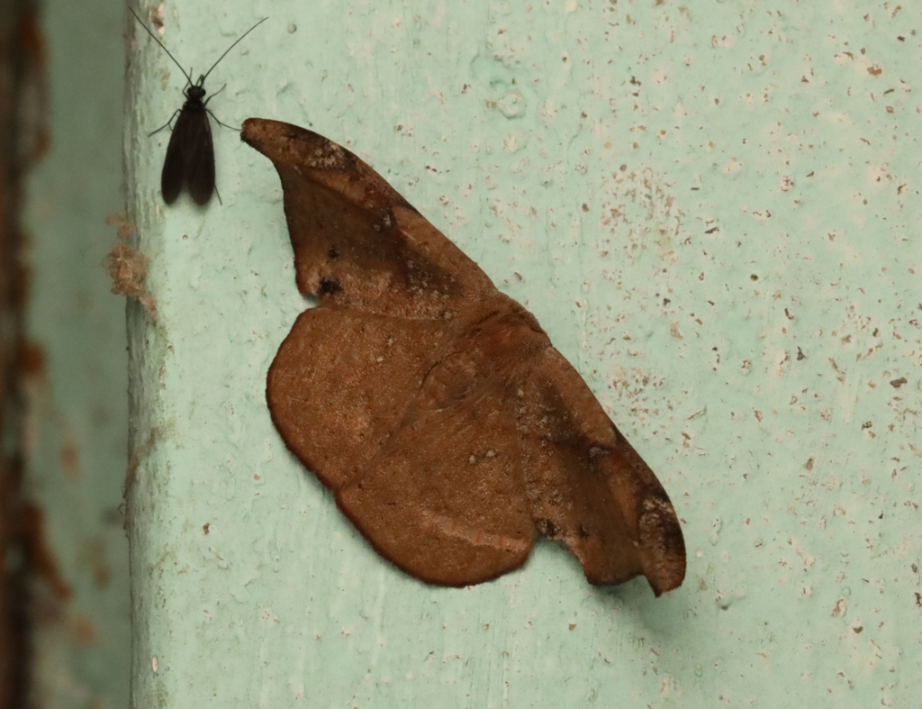 Oreta griseotincta from Boleng 791102 on March 28, 2022 at 10:35 PM by ...