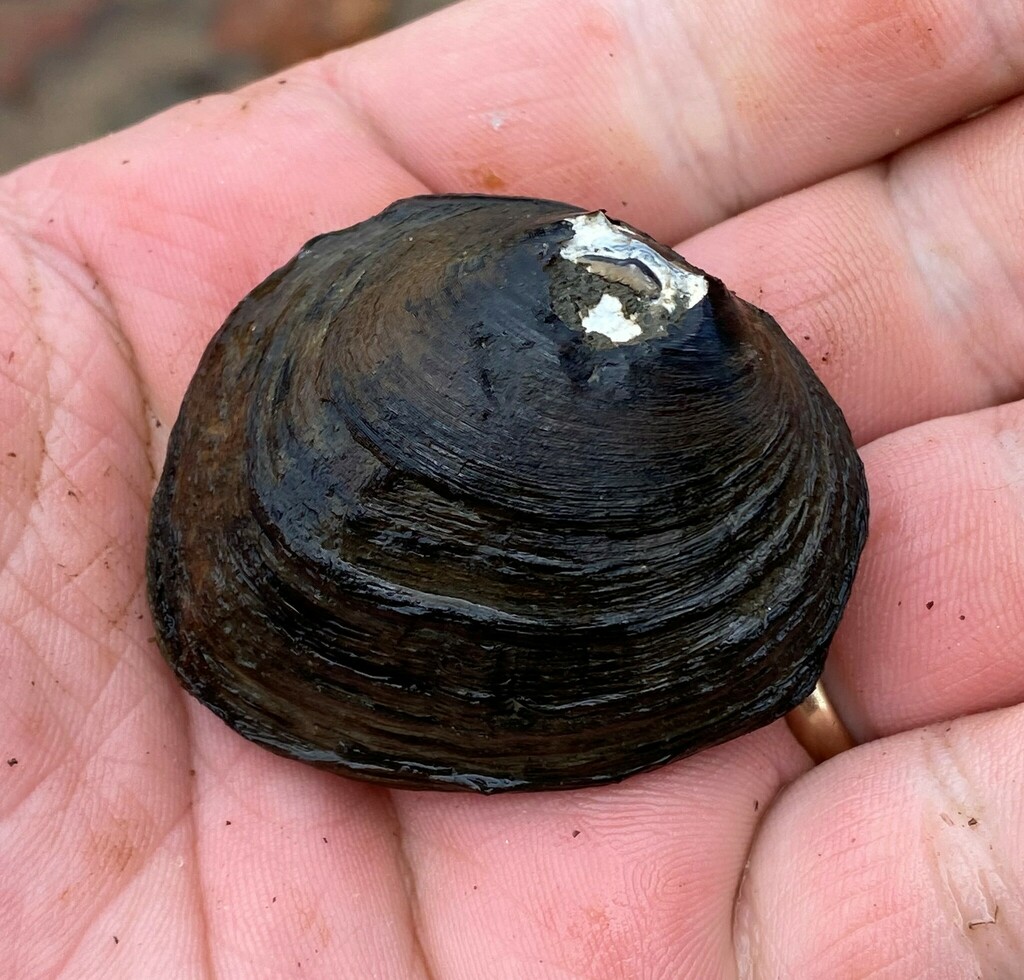 Purple Pigtoe from Conecuh River, St. Hwy 41, Escambia County, AL, USA ...