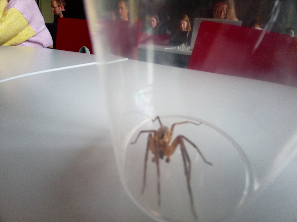 Mediterranean Spiny False Wolf Spider from 1700 Freiburg, Schweiz on ...