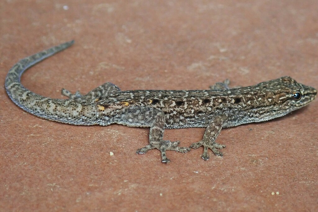 Common Black-spotted Dwarf Gecko from Ehlanzeni District Municipality ...